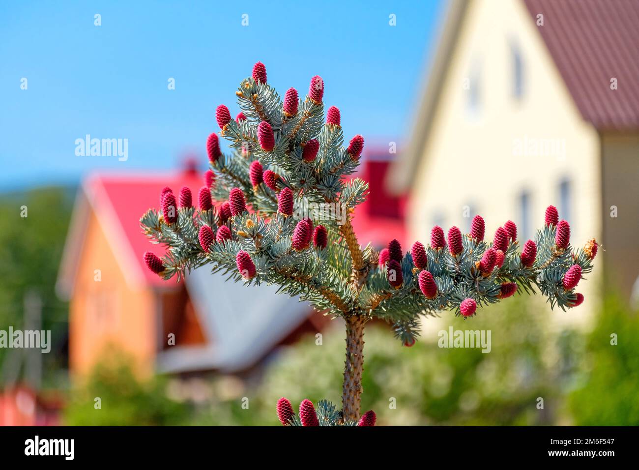 Blue spruce with red cones on the background of blurred houses Stock ...
