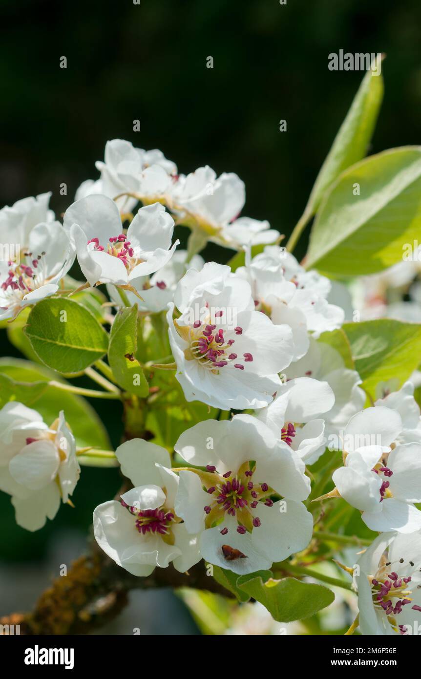 A vertical shot of blooming white cherry blossom flowers on a tree ...