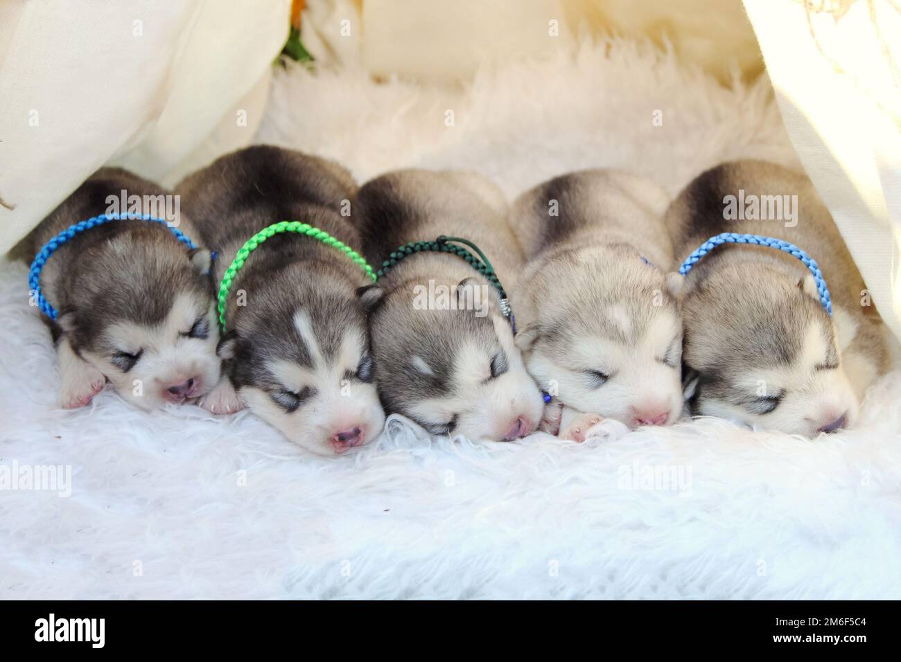 Little husky puppies are sleeping. dream of puppies Stock Photo - Alamy