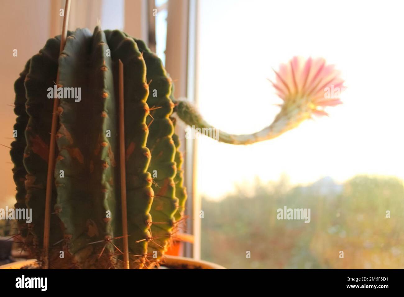 The cactus at window is blooming. A flower on a cactus Stock Photo - Alamy
