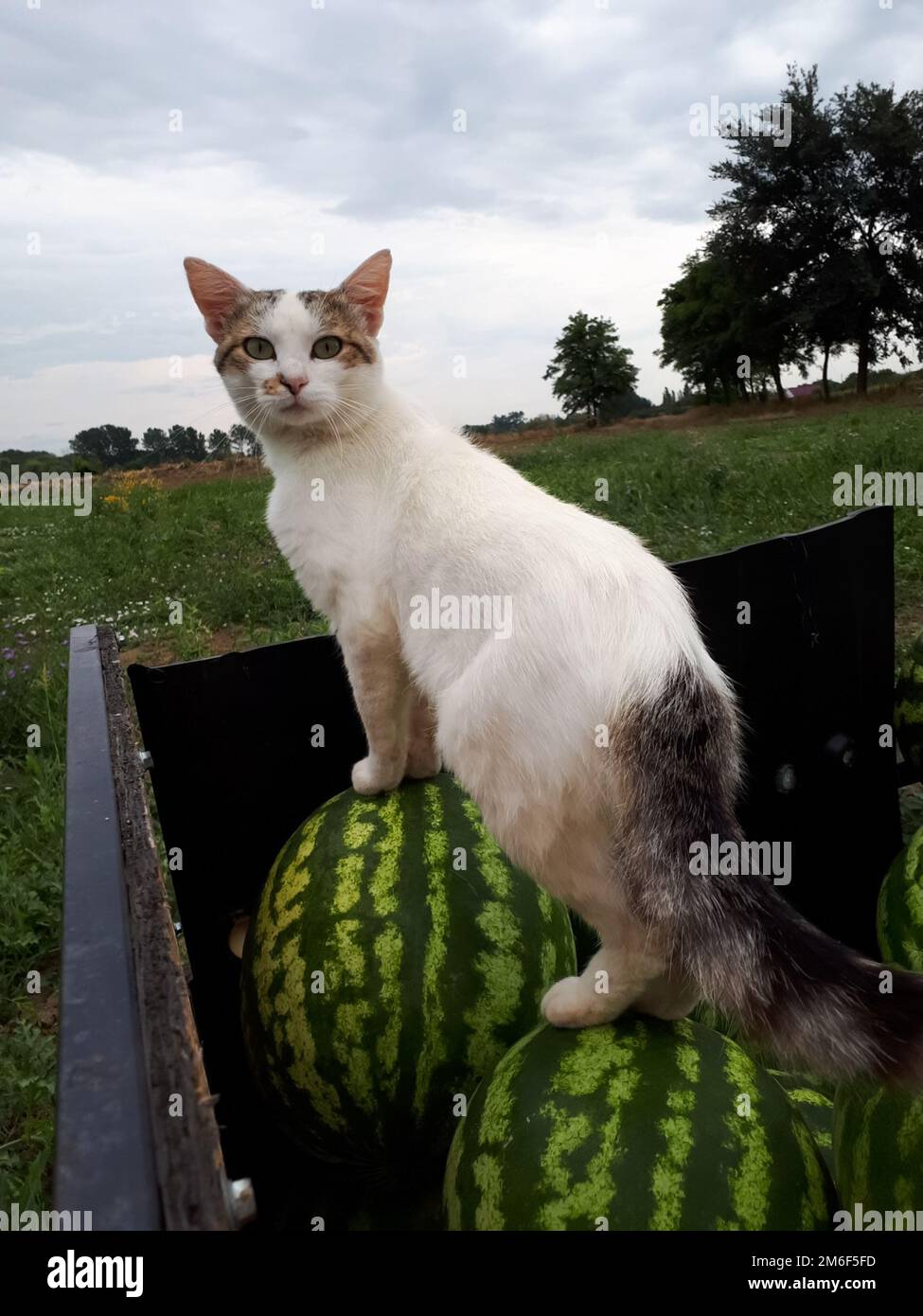 Cat climbed on the watermelons. A cat walks on watermelons in a truck ...
