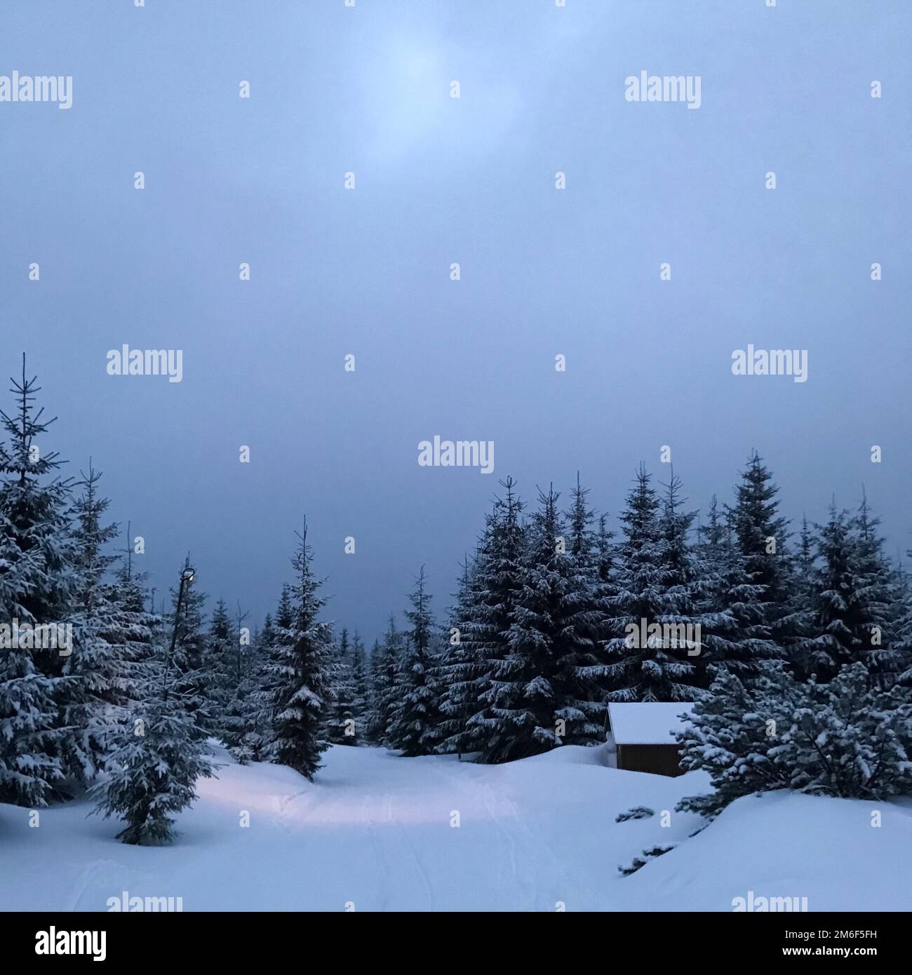 Taiga woods hi-res stock photography and images - Alamy