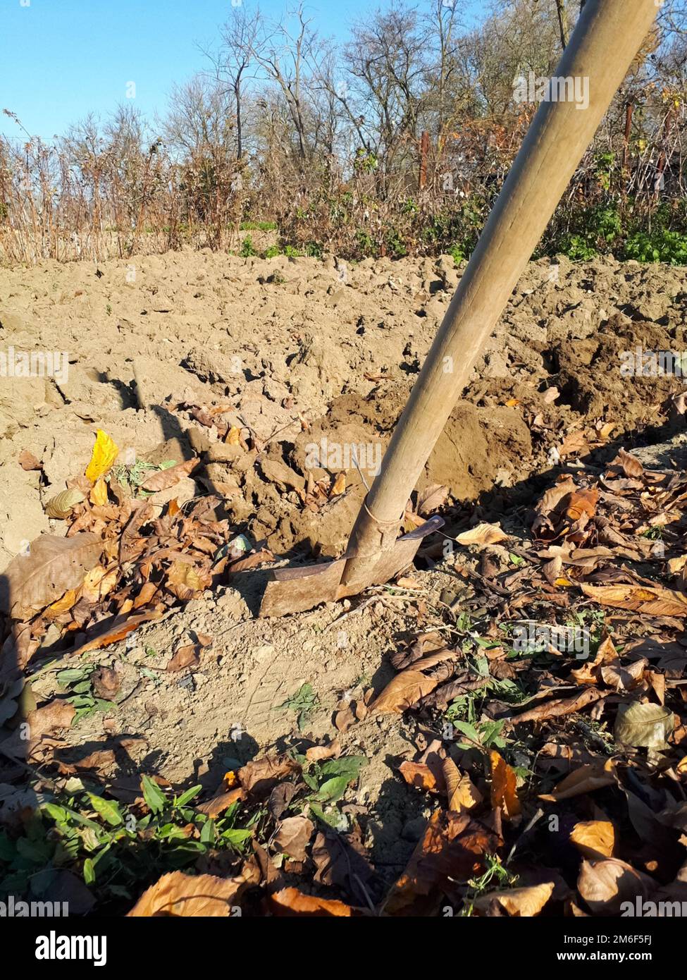 Digging the land in the garden. The shovel is stuck in ground Stock ...