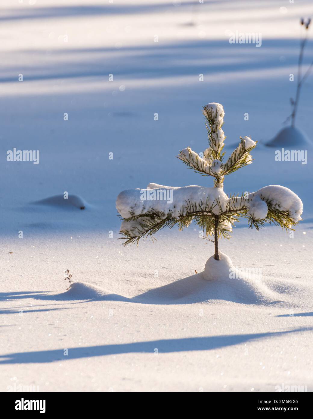 Small pine trees covered with snow Stock Photo - Alamy