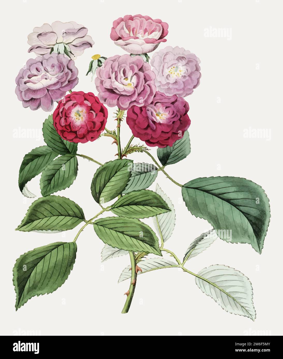 Purple climbing rose garden Stock Vector Images - Alamy