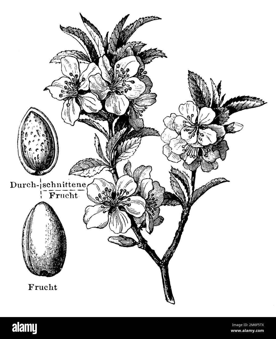 almond tree, Prunus dulcis Syn. Prunus amygdalus, (encyclopedia, 1888 ...