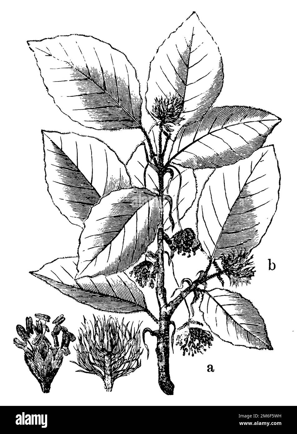 beech, a staminate flowers, b pistillate flowers, Fagus sylvatica ...