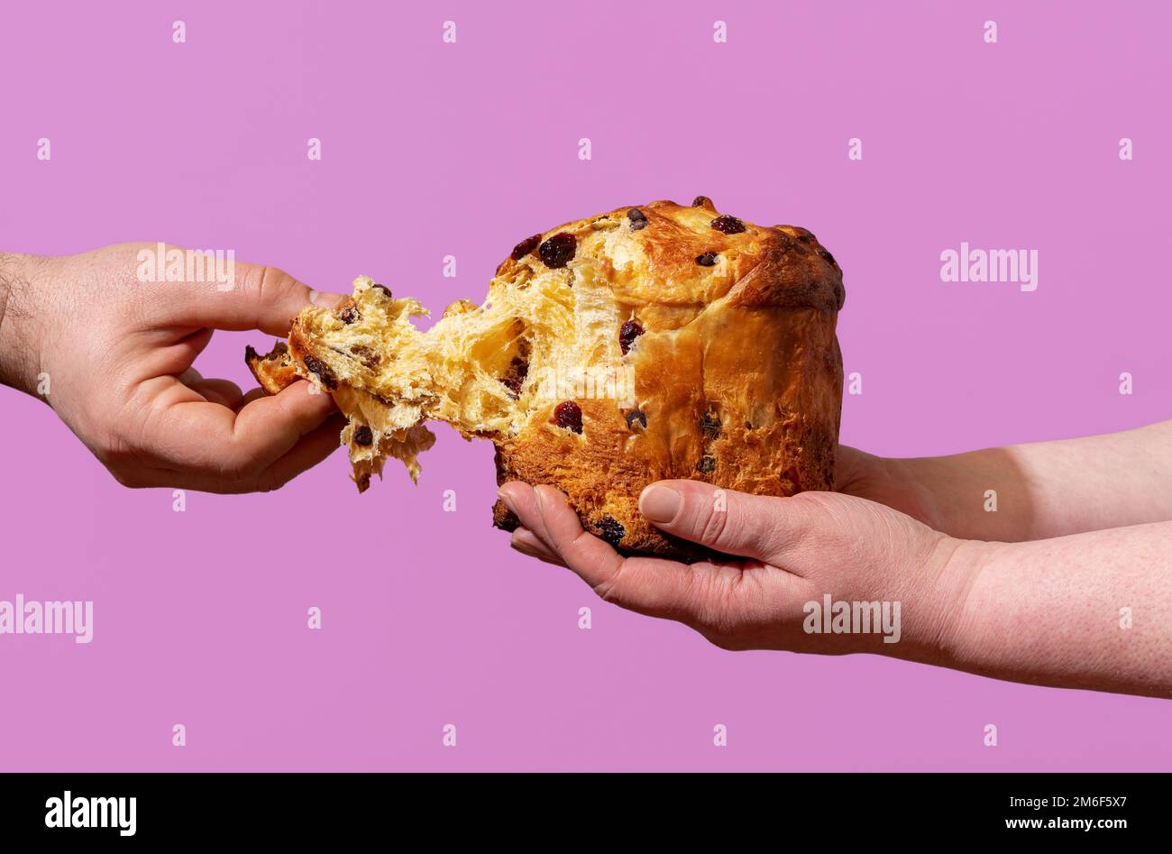 Sharing a homemade panettone, minimalist on a purple background. Man ...