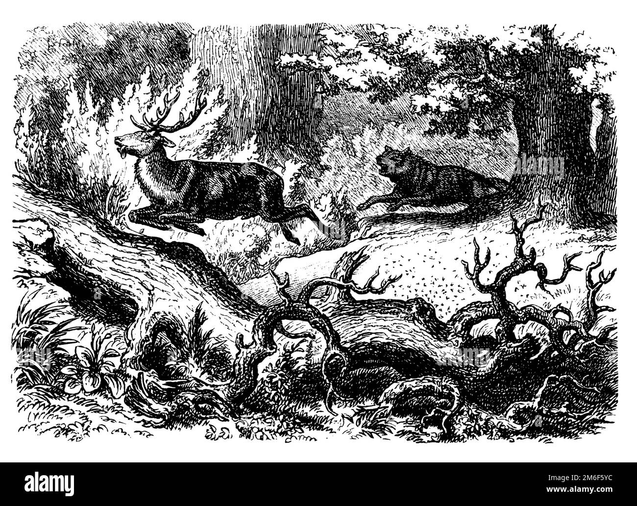 Red Deer, chased by hunting dog, Cervus elaphus, (biology book, 1903 ...