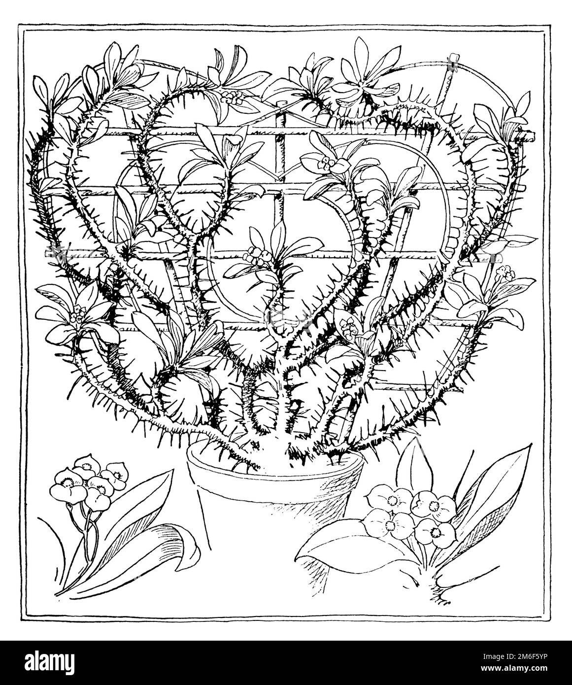 Christ plant, Euphorbia milii, Petersen, Carl Olof (1881-1931) (garden ...