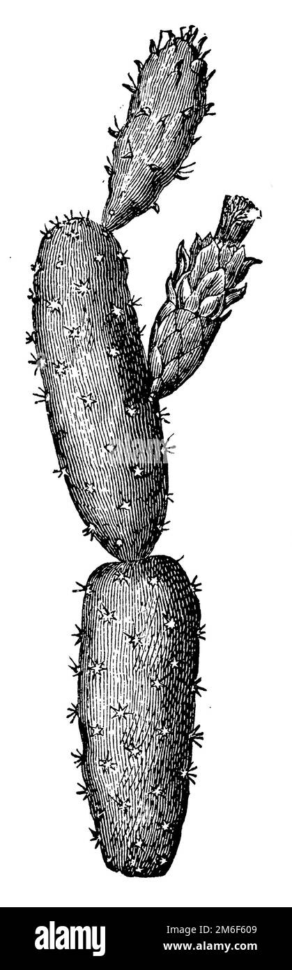 Nopal-Kaktus, Opuntia cochenillifera, (botany book, 1898), Nopal-Kaktus ...