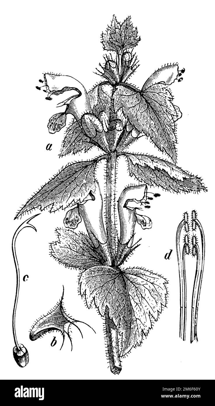 Spotted dead-nettle, a flowering plant, b calyx, c pistil, d stamens ...