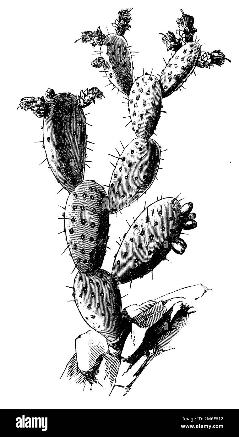 Nopal-Kaktus, Opuntia cochenillifera, (botany book, 1902), Nopal-Kaktus ...