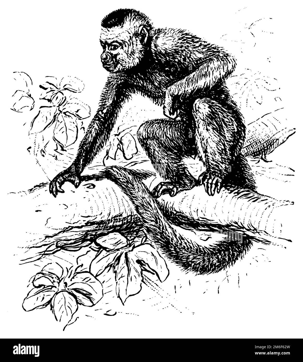 White-headed capuchin, Cebus capucinus, (encyclopedia, 1888 ...