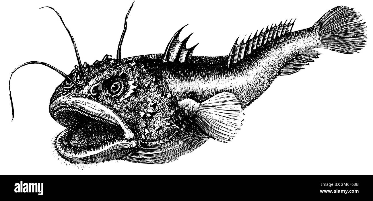 Angler fish, Lophius piscatorius, E. Hosemann XA (encyclopedia, 1890 ...