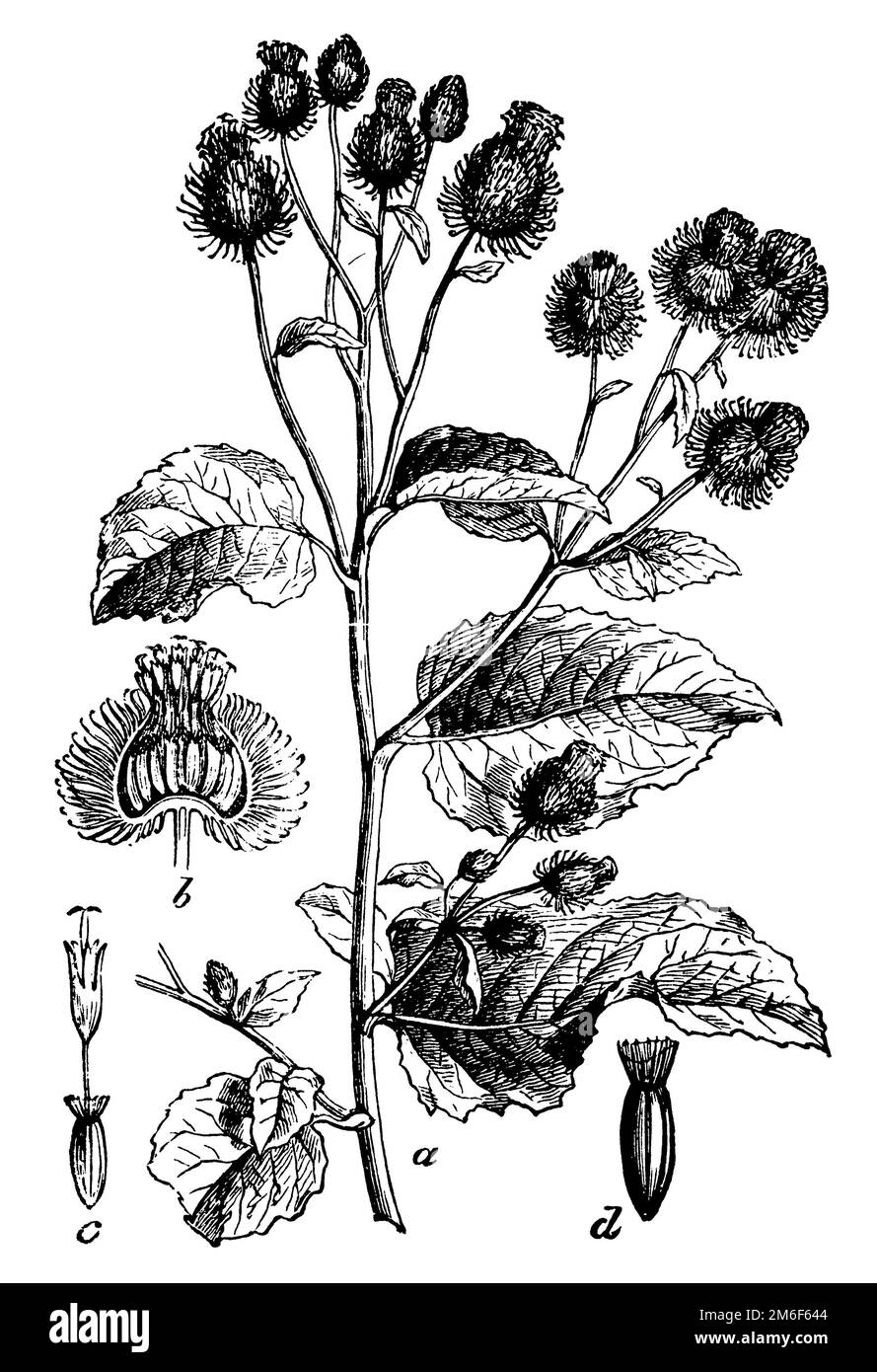 greater burdock, Arctium lappa, (botany book, 1898), Große Klette ...