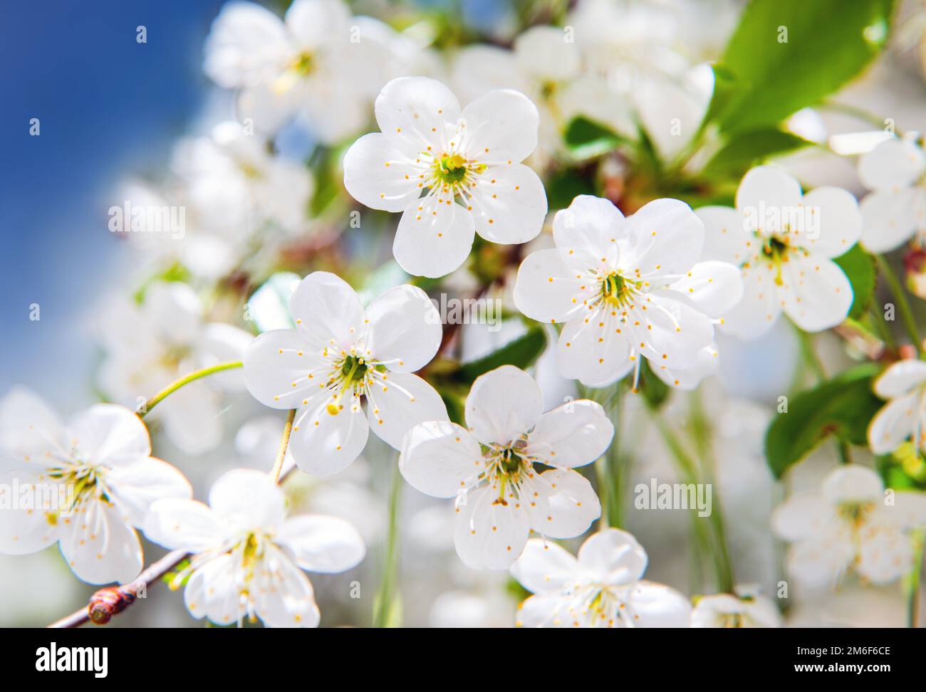Beautiful blooming flowers in hi-res stock photography and images - Alamy