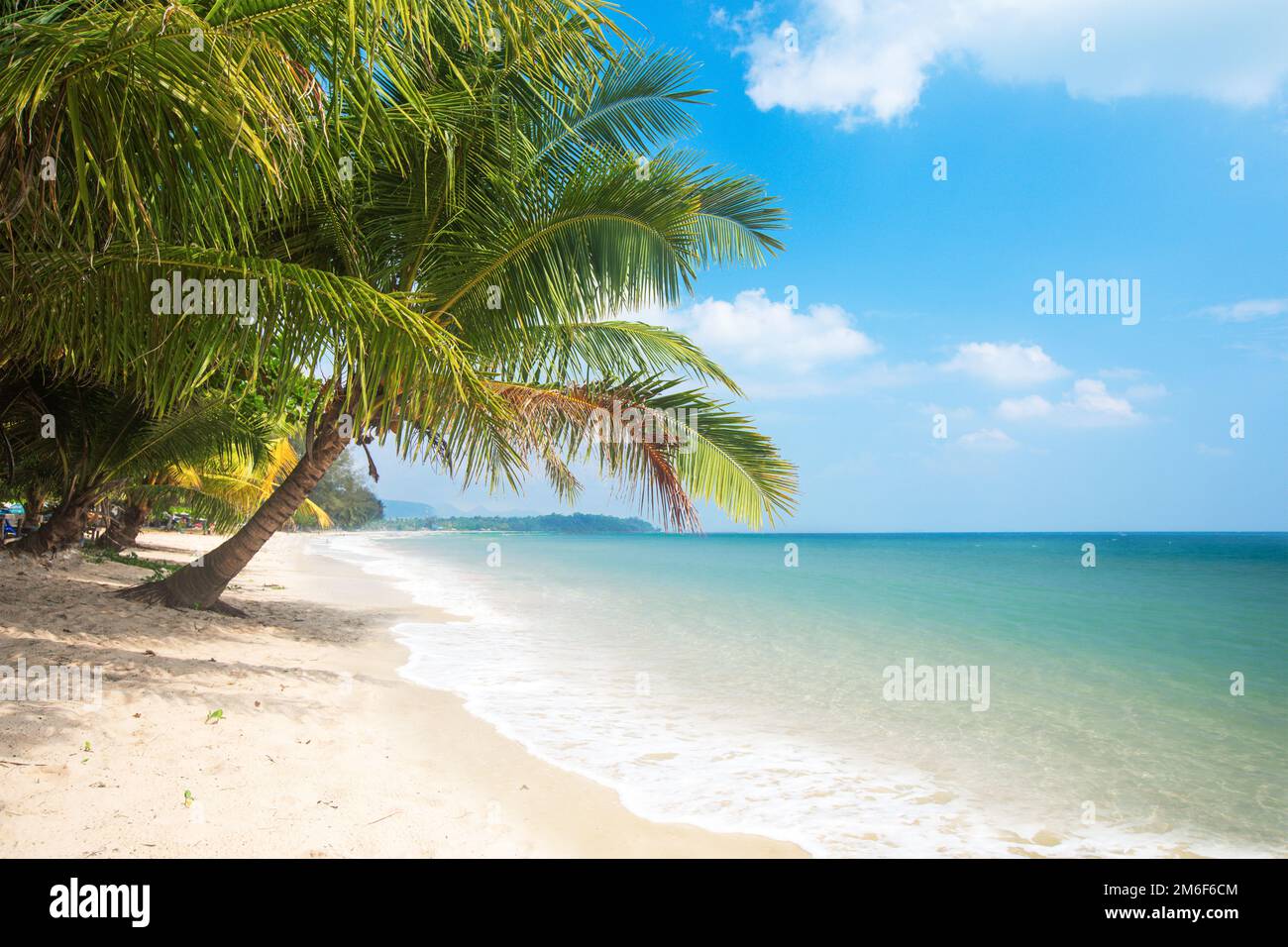 Tropical beach with coconut palm tree Stock Photo - Alamy