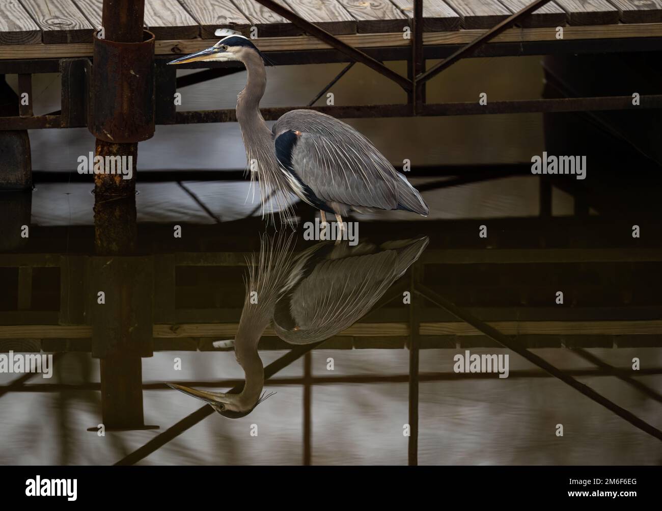A closeup shot of a grey heron (Ardea cinerea) standing in the lake ...