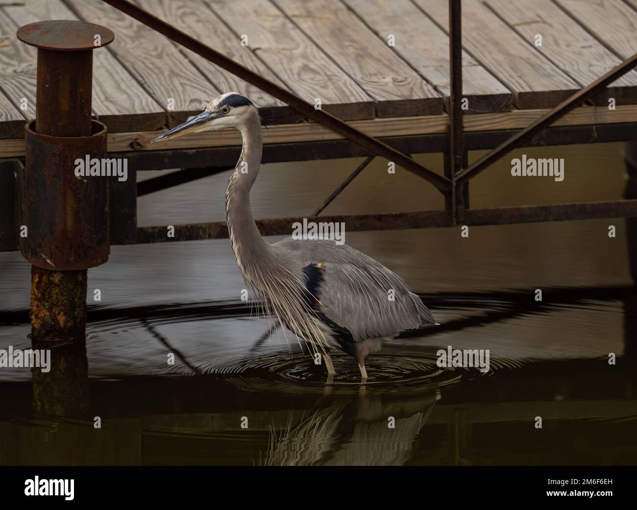 A closeup shot of a grey heron (Ardea cinerea) standing in the lake ...