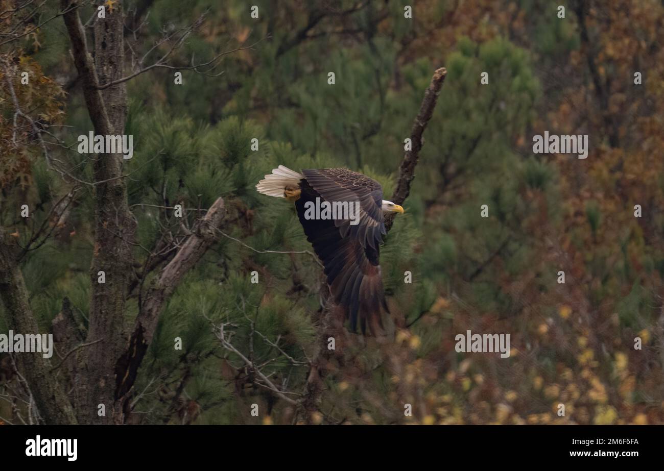Bald eagle flying over trees hi-res stock photography and images - Alamy