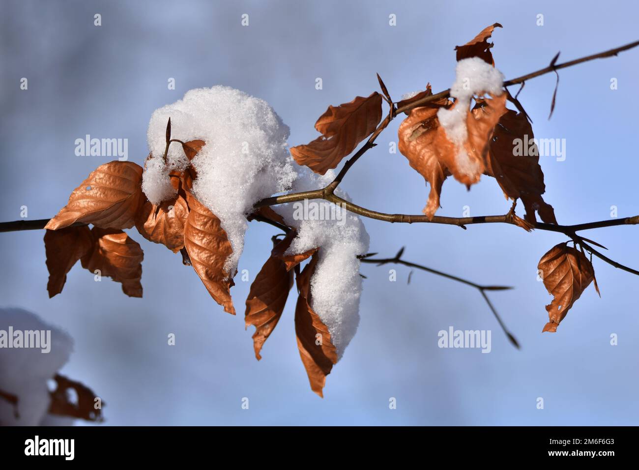 Beech family hi-res stock photography and images - Alamy