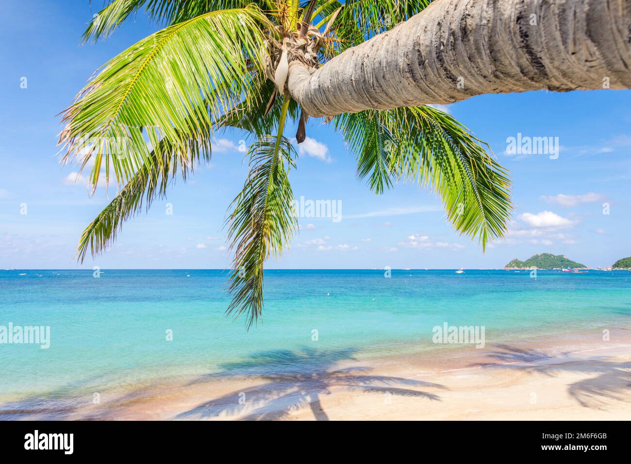 Tropical beach with coconut palm tree Stock Photo - Alamy