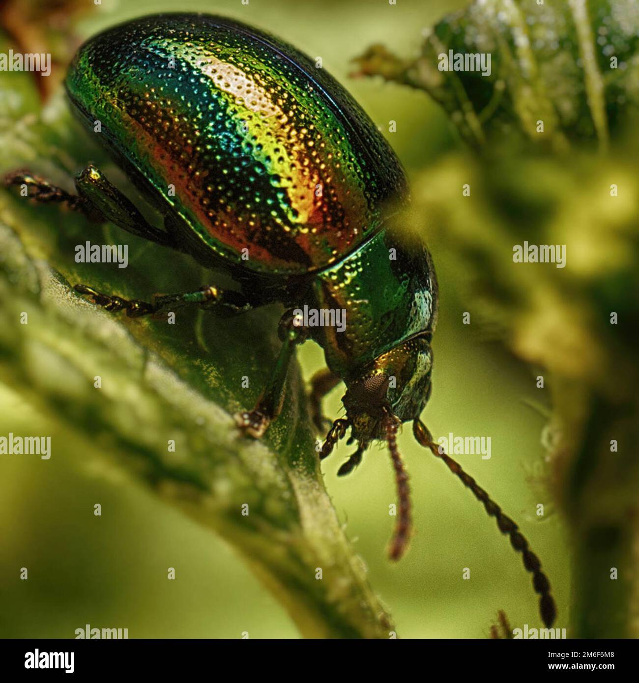 Shiny beetle hi-res stock photography and images - Alamy