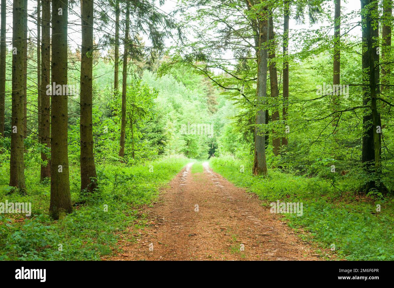 A long dusty trail through a bright green lush forest Stock Photo - Alamy
