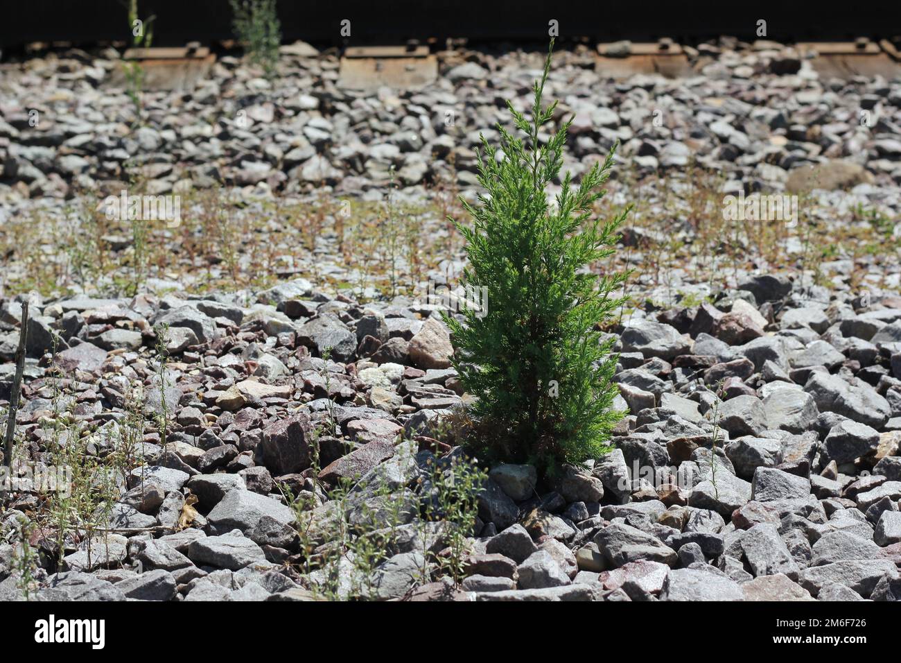 Cute little baby pine tree growing in the industrial area Stock Photo ...
