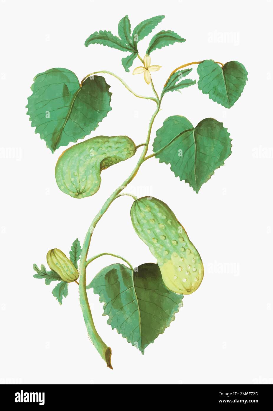 Country farm fresh produce Stock Vector Images - Alamy