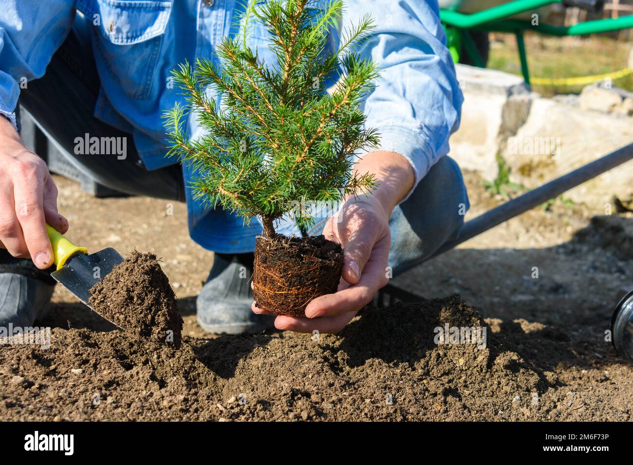 A man plants a conic spruce seedling in the soil Stock Photo - Alamy