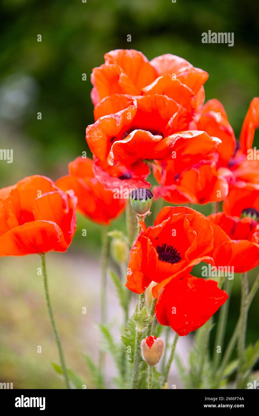 Fire poppy hi-res stock photography and images - Alamy