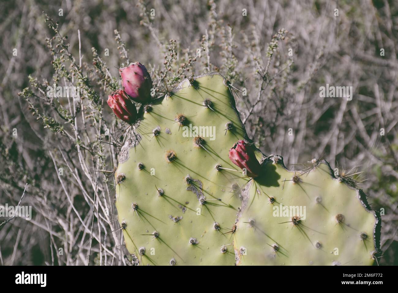 Cacti california hi-res stock photography and images - Alamy