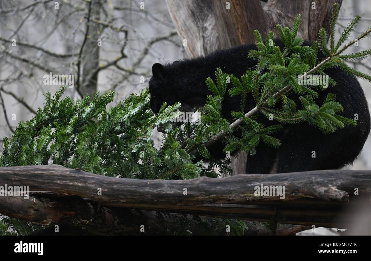Spectacled bear tremarctos ornatus in tree hi-res stock photography and ...