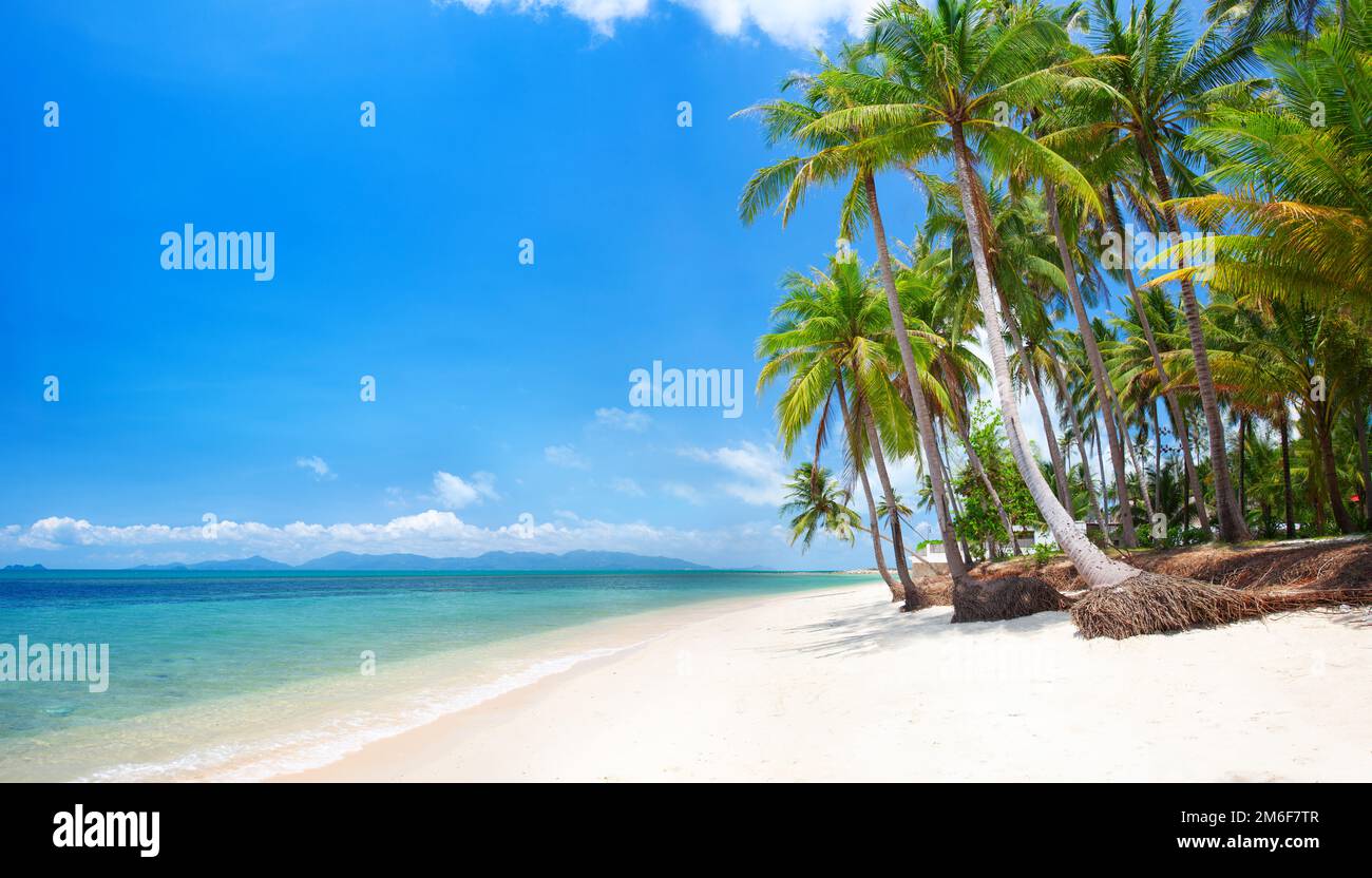 Panoramic tropical beach with coconut palm Stock Photo - Alamy