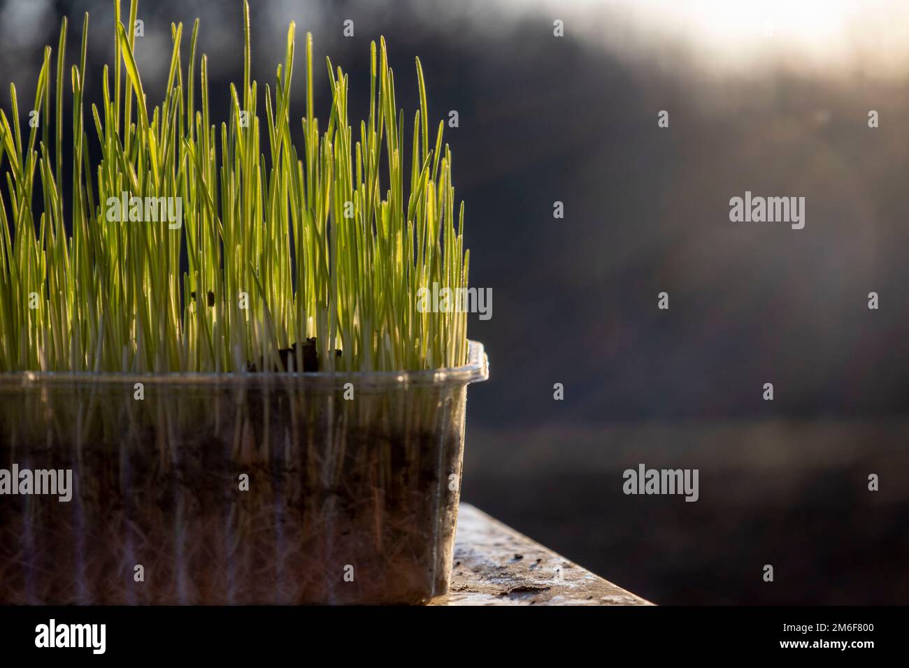 Close up sprouted wheat grains hi-res stock photography and images - Alamy