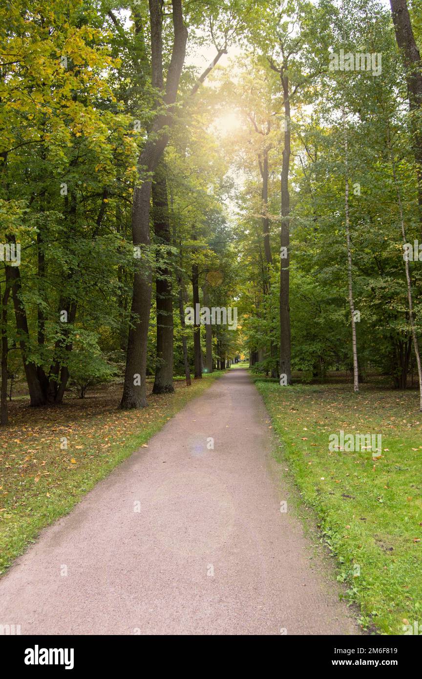 Sun shines through crowns hi-res stock photography and images - Alamy