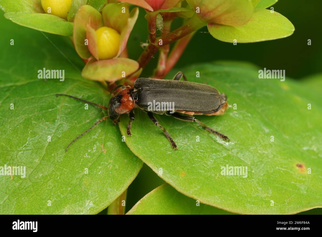 Natural closeup on a small Dark Sailor soldier beetle, Cantharis fusca ...