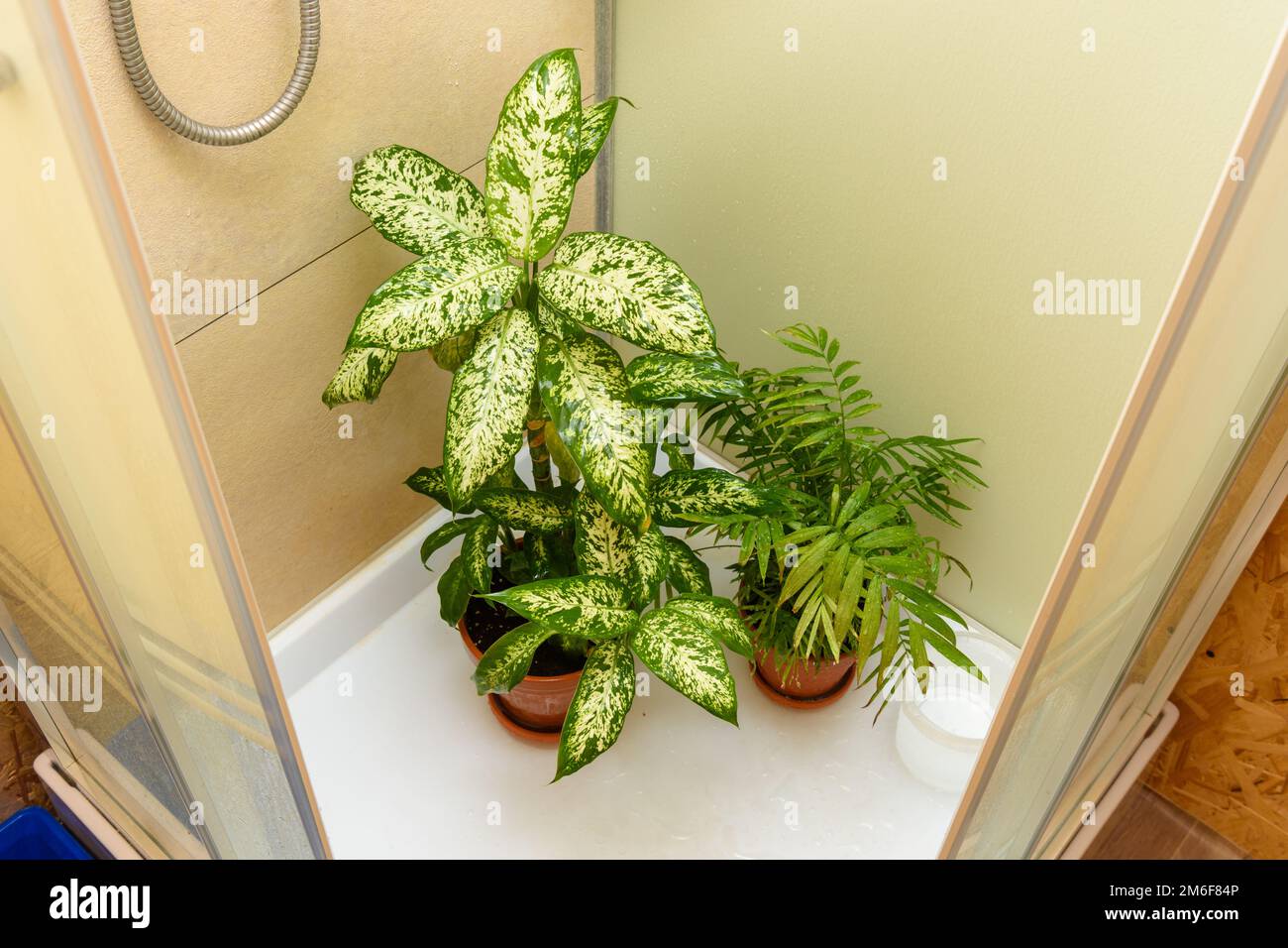 Washing the leaves of indoor plants in the shower Stock Photo - Alamy