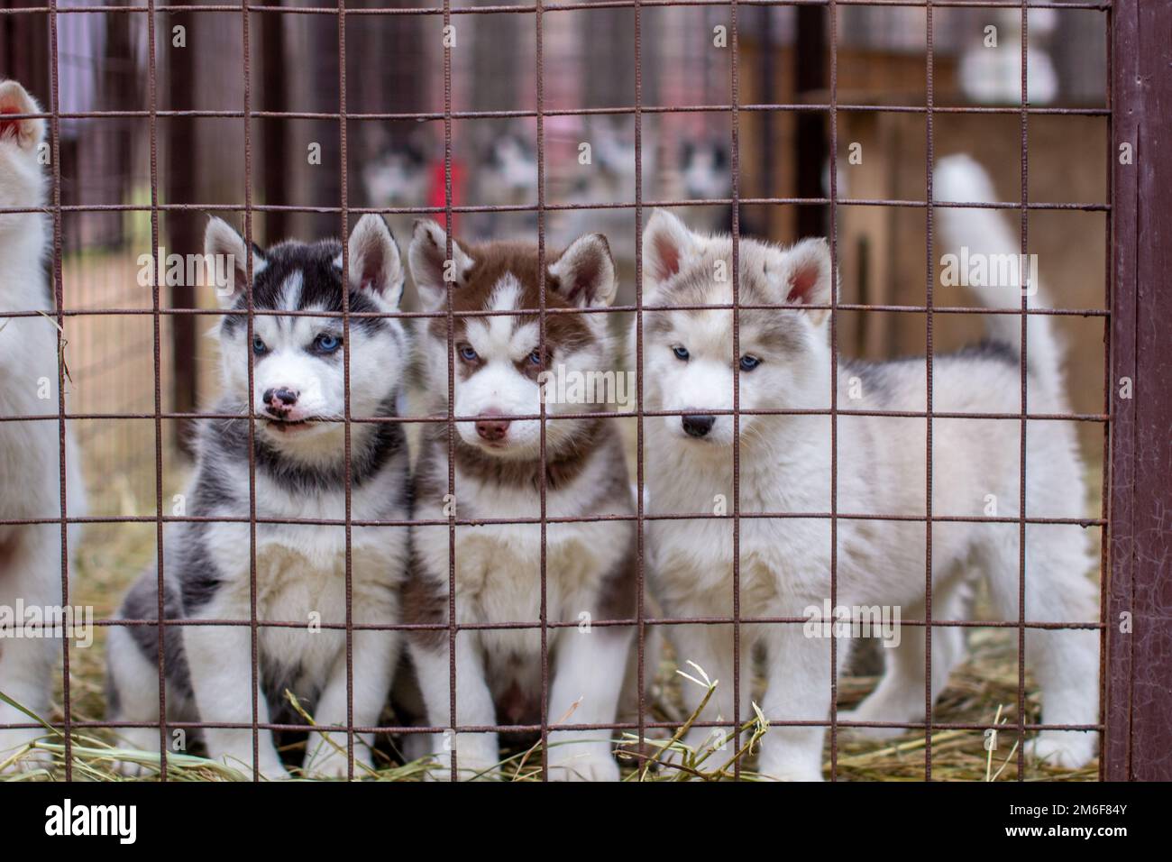 Close-up of husky dog puppies being in a cage and watching Stock Photo ...