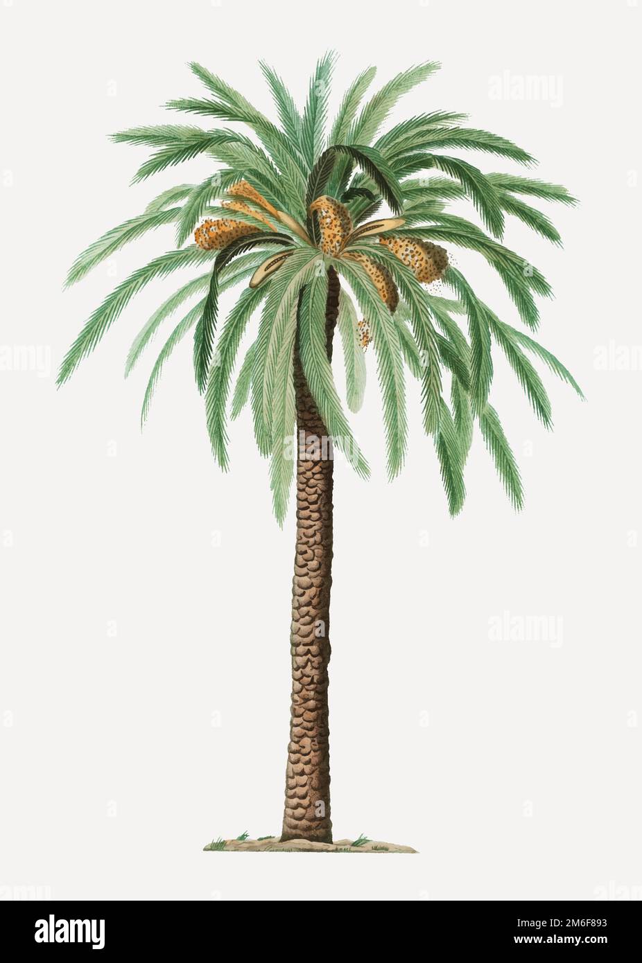 Vintage date palm plant vector Stock Vector Image & Art - Alamy