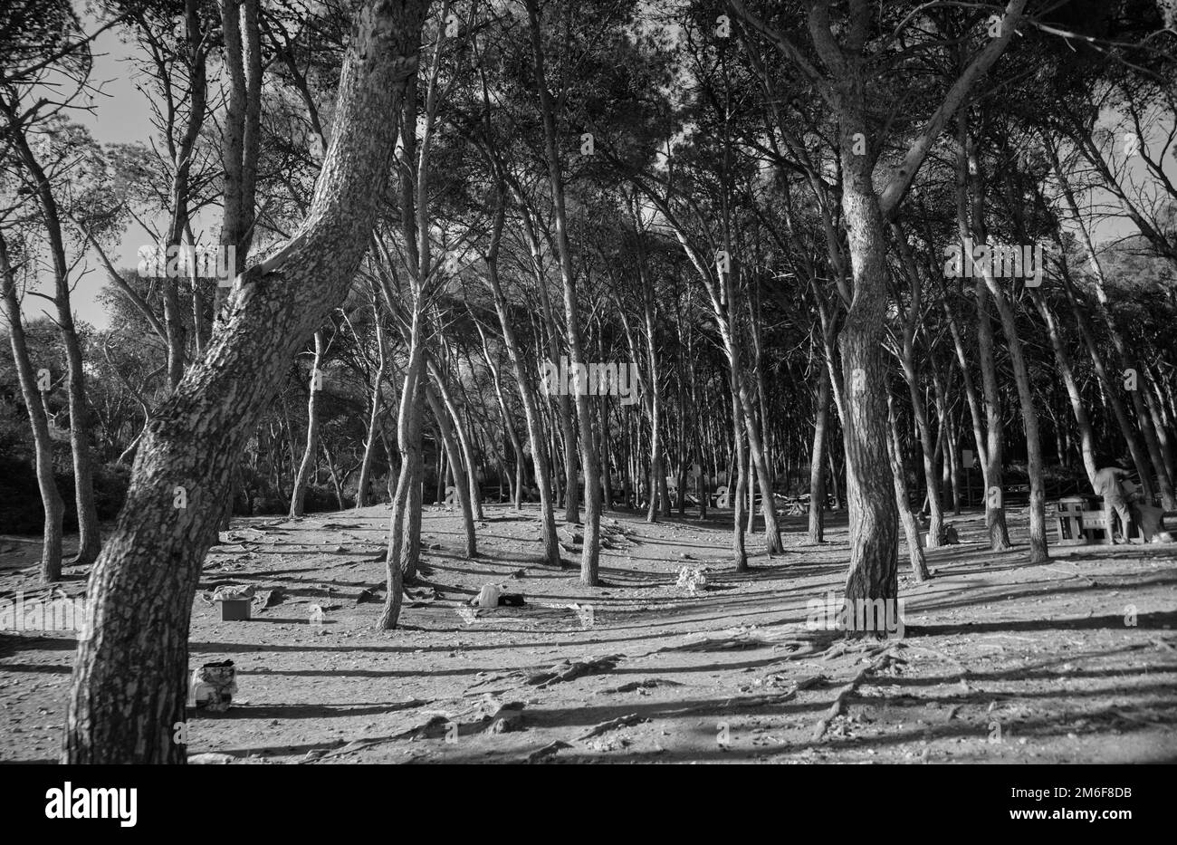 A dramatic grayscale view of trees in a forest Stock Photo - Alamy
