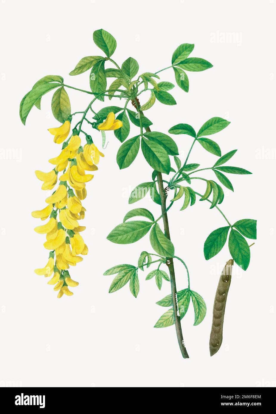 Vintage common laburnum flowering plant vector Stock Vector Image & Art ...