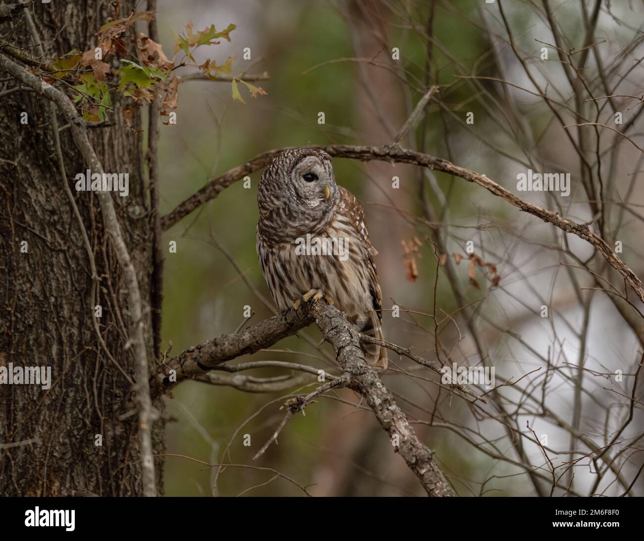 A Strix owl perched on the tree branch Stock Photo - Alamy