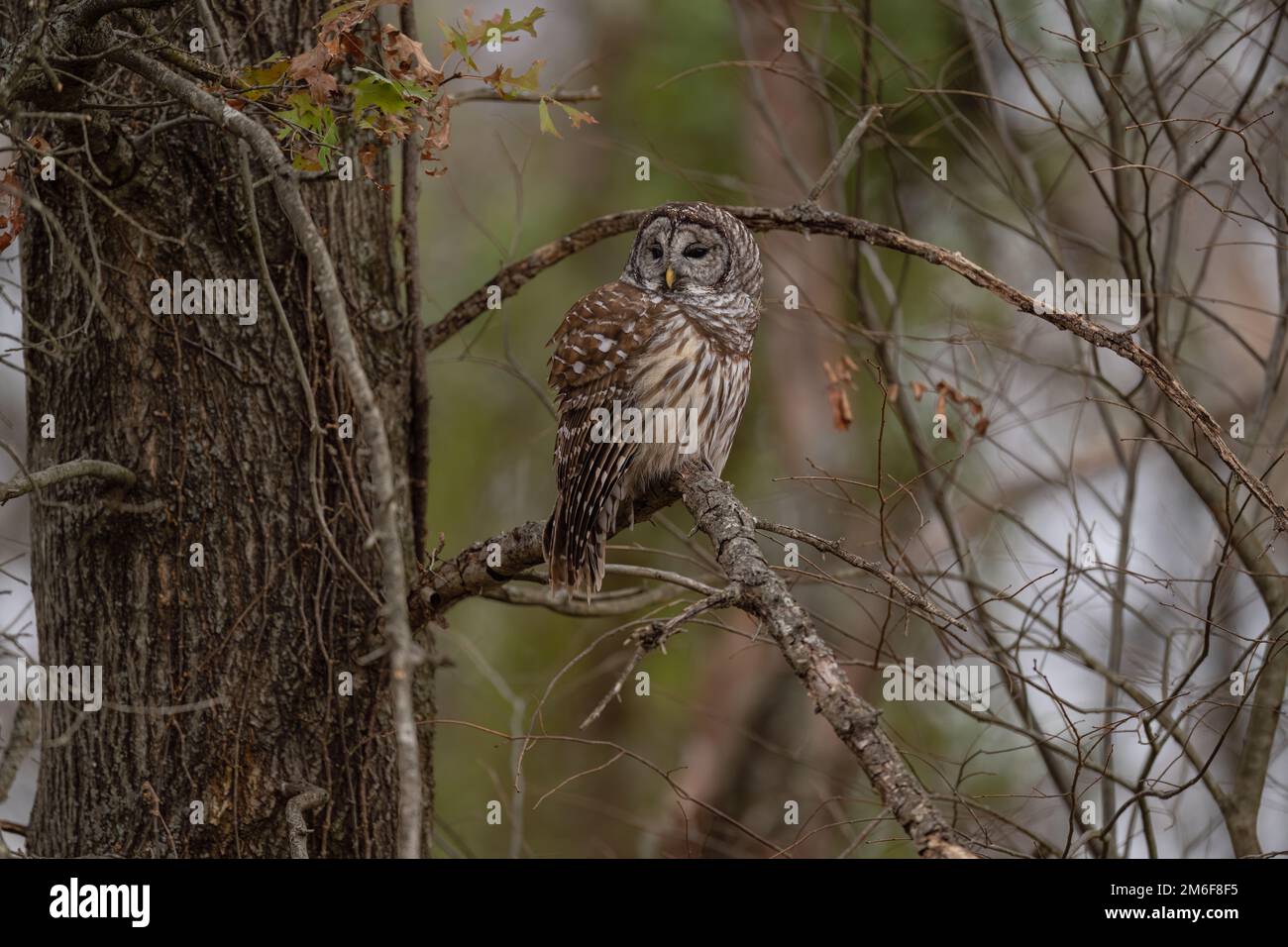 A Strix owl perched on the tree branch Stock Photo - Alamy