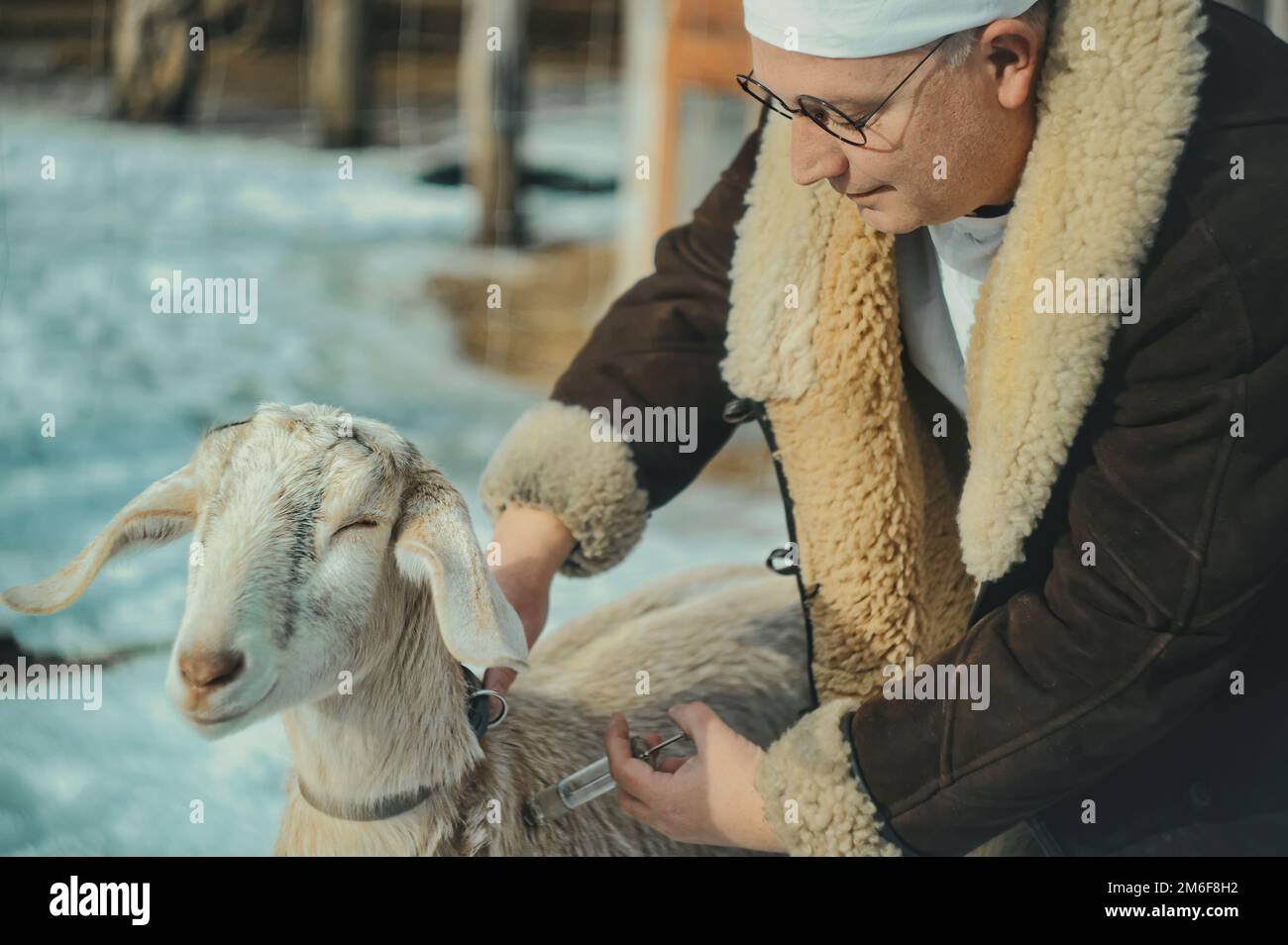 veterinarian doctor makes an injection to an animal goat on the street ...