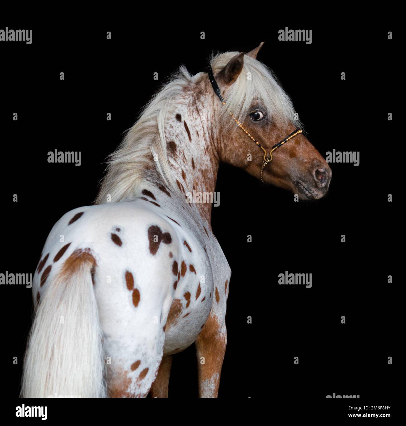 Appaloosa American Miniature Horse. Vertical portrait on black ...