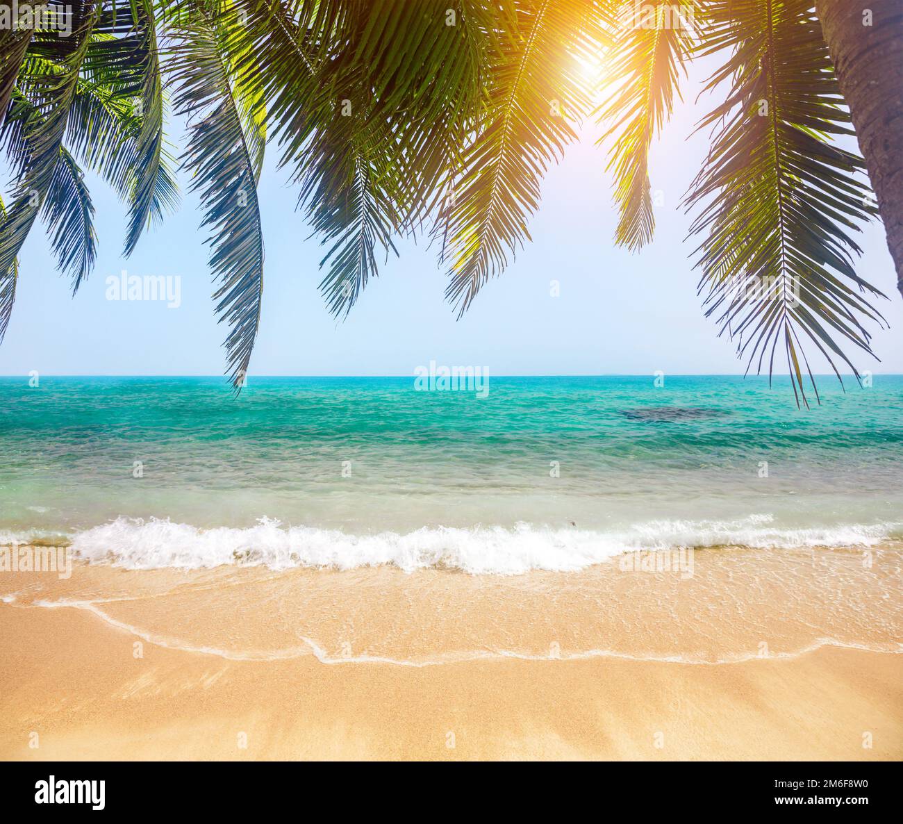 Green leaves of Palm tree and tropical beach Stock Photo - Alamy