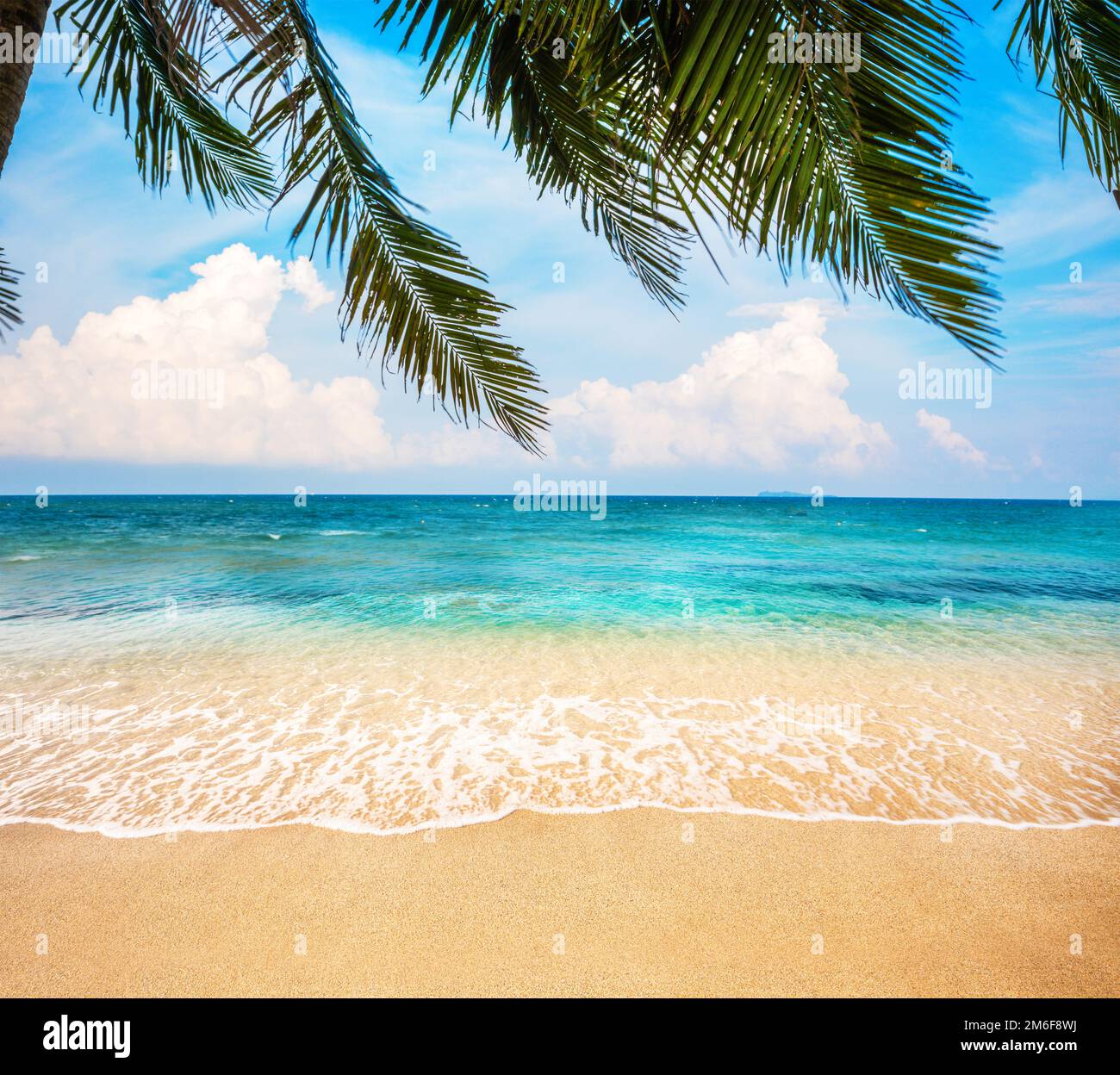 Tropical green palm leaves hi-res stock photography and images - Alamy